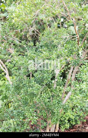 Myrcianthes fragrans - Simpson's stopper Stock Photo - Alamy