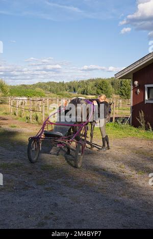 Lady trains a horse sitting in a sulky on a track. High quality photo ...