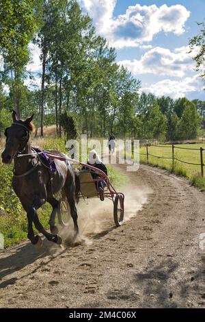 Lady trains a horse sitting in a sulky on a track. High quality photo ...