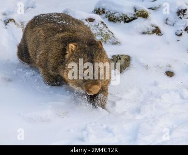A cute, fluffy wombat walking on the snowy ground in winter in Tasmania ...