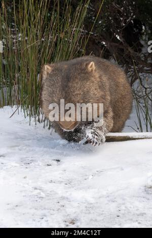 A cute, fluffy wombat walking on the snowy ground in winter in Tasmania ...