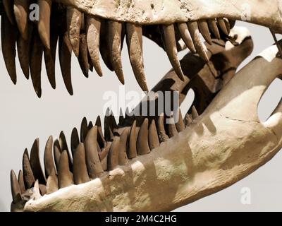 Plesiosaurios dinosaur skeleton skull detail reconstruction Stock Photo ...