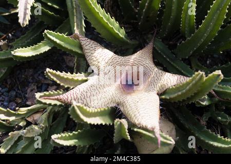 Stapelia gigantea - Zulu Giant - flowering plant Stock Photo - Alamy