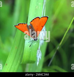 Large Copper Butterfly Stock Photo - Alamy
