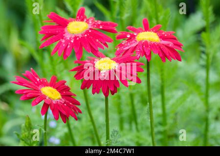 Tanacetum coccineum Robinson's Mix, Pyrethrum Robinson's Mix, Painted ...