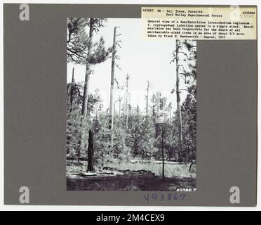 Parasites - All States. Photographs Relating to National Forests ...