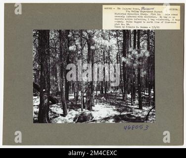 Parasites - All States. Photographs Relating to National Forests ...