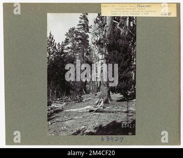 Parasites - All States. Photographs Relating to National Forests ...