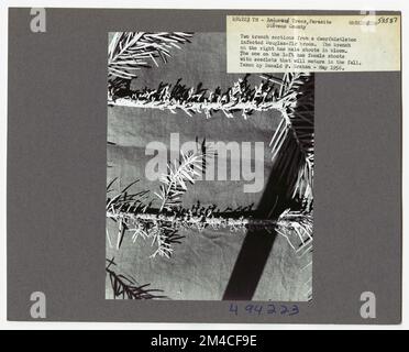 Parasites - All States. Photographs Relating to National Forests ...