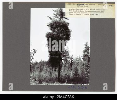 Parasites - All States. Photographs Relating to National Forests ...