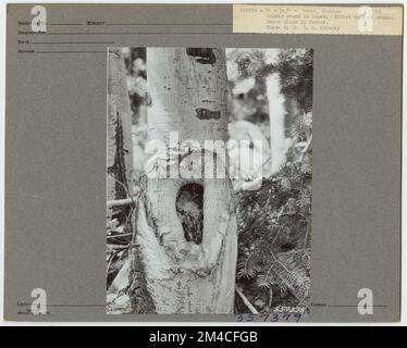 Forest Diseases - Utah. Photographs Relating to National Forests ...