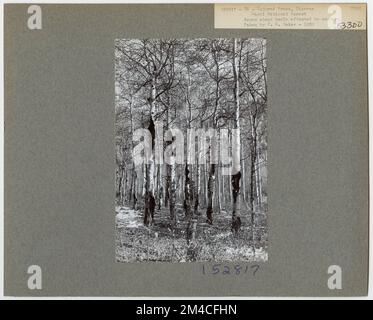 Forest Diseases - Utah. Photographs Relating to National Forests ...