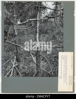 Forest Diseases - Oregon. Photographs Relating to National Forests ...