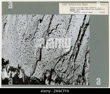 Forest Diseases - Oregon. Photographs Relating to National Forests ...