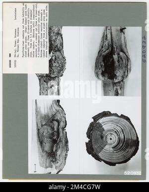 Forest Diseases - Kansas. Photographs Relating to National Forests ...