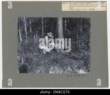 Forest Diseases - Kansas. Photographs Relating to National Forests ...
