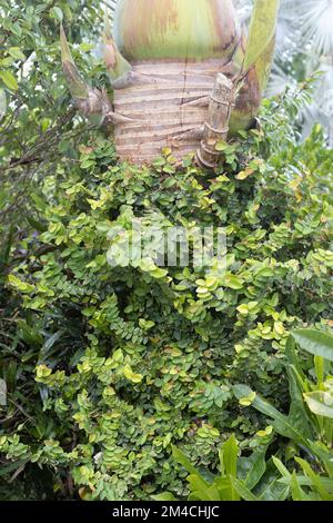 Ficus pumila on a palm tree Stock Photo - Alamy