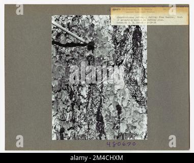 Bark Beetles: Dendroctonus - All States. Photographs Relating to ...