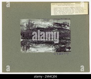 Bark Beetles: Dendroctonus - All States. Photographs Relating to ...