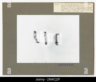 Range Plant Insects - All States. Photographs Relating to National ...
