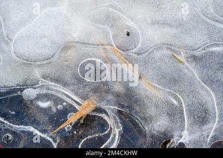 Ice patterns at the edge of a frozen beaver pond, Greater Sudbury ...