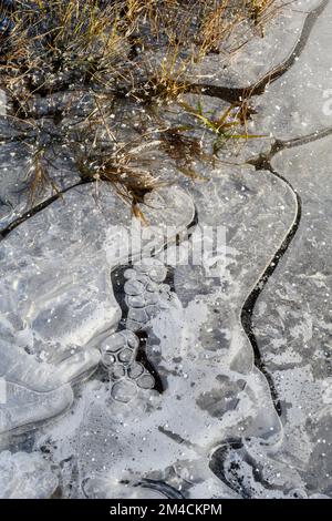Ice patterns in a beaver pond at freeze-up, Greater Sudbury, Ontario ...