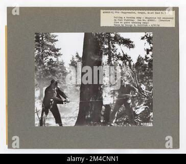Fire Suppression: Ground Snag Falling - All States. Photographs ...