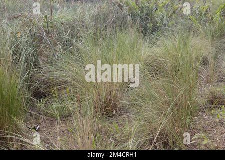 Spartina bakeri - sand cordgriass Stock Photo - Alamy