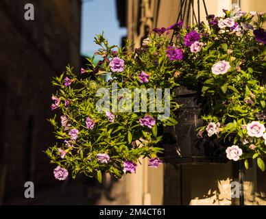 closeup detail of flowers outside a restaurante in Florence, Italy ...