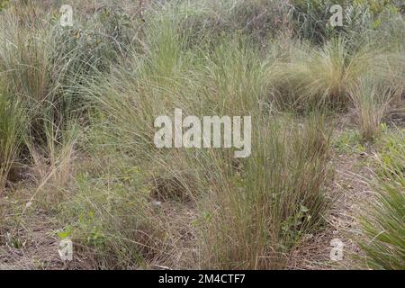 Spartina bakeri - sand cordgriass Stock Photo - Alamy