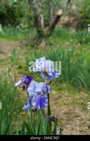 Closeup detail photograph of beautiful iris (irises) in garden in ...