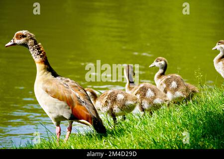 Egyptian goose with chicks on the shore of a lake. Wild birds in nature ...