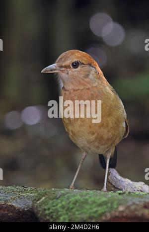 Rusty-naped pitta (Hydrornis oatesi bolovenensis) in Da lat, Vietnam ...