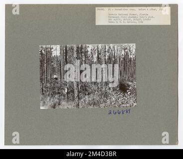 Burned -Over Areas - Camera Point - Florida. Photographs Relating to ...