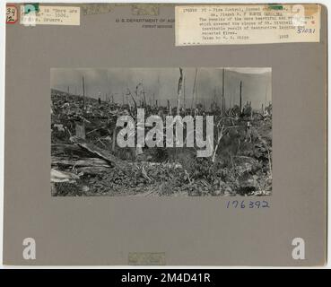 Burned -Over Areas - North Carolina. Photographs Relating to National ...