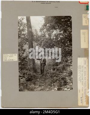 Forest Fires: Causes - Virginia. Photographs Relating to National ...