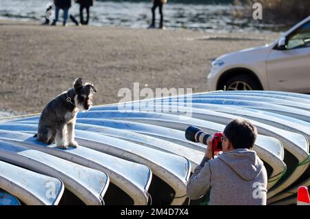 Man photographing his Miniature Schnauzer dog. Saiko Lake ...