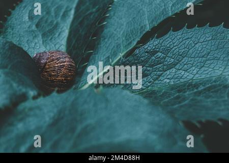 Striped shell snail hidden in plant. Small snail hiding in between of ...