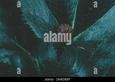 Striped shell snail hidden in plant. Small snail hiding in between of ...