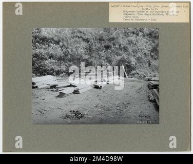 Seasoning and Shipping Lumber - Puerto Rico. Photographs Relating to ...