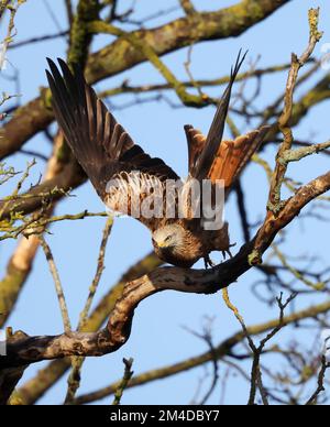 Red Kite in an old tree in the Cotswold Hills during the Winter time ...
