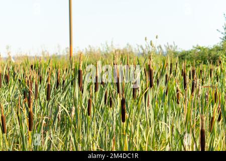 A field of tall grass. High quality photo Stock Photo - Alamy