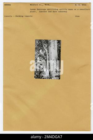 Forest Insects - General. Photographs Relating to National Forests ...