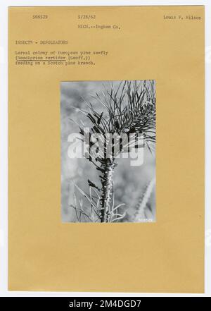 Forest Insects - General. Photographs Relating to National Forests ...