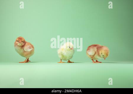 The baby chickens on a green background Stock Photo - Alamy