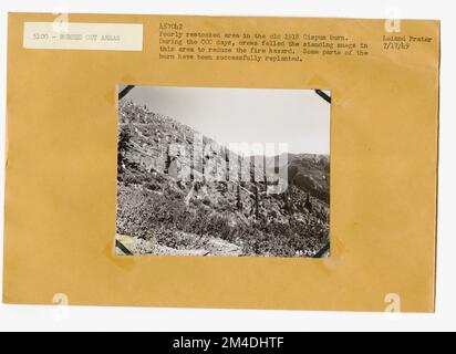 Burned Over Areas - Old Burns. Photographs Relating to National Forests ...