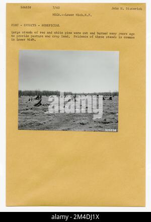 Burned Over Areas - Old Burns. Photographs Relating to National Forests ...