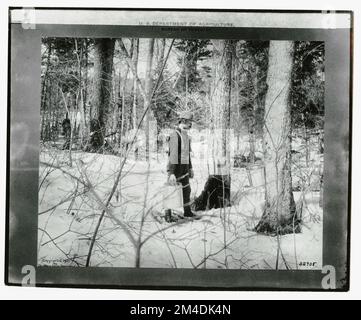 Seasonal Crops - Maple Syrup, Processing. Photographs Relating to ...