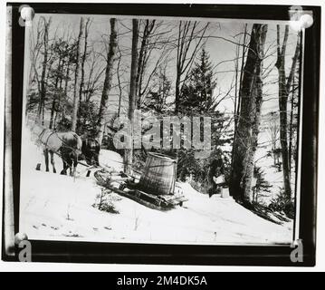 Seasonal Crops - Maple Syrup, Gathering. Photographs Relating to ...