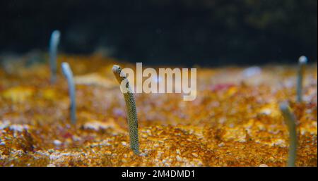 Heterocongrinae. Spotted and splendid garden eels. Small fish live in ...